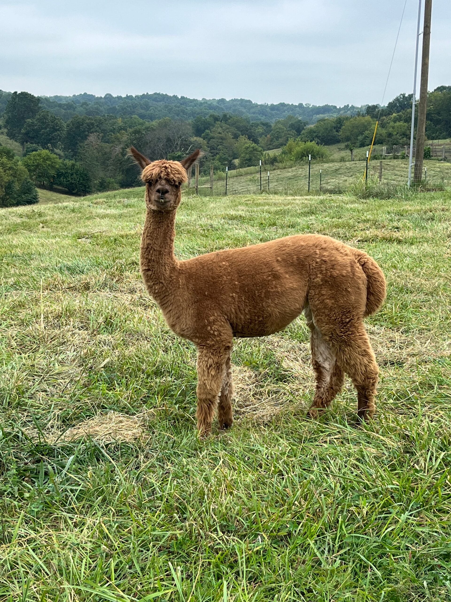 Alpaca Akers – Shirley Farm